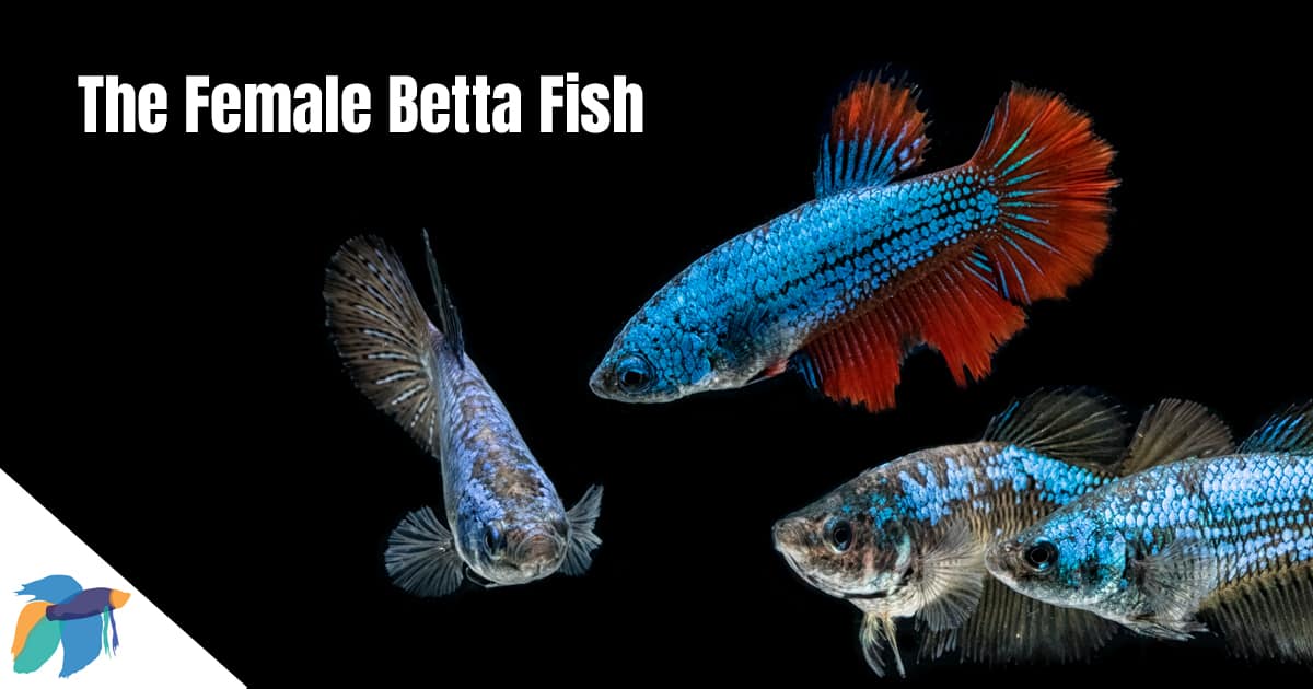 Female Betta Fish: Appearance, Companions (& Care Guide)